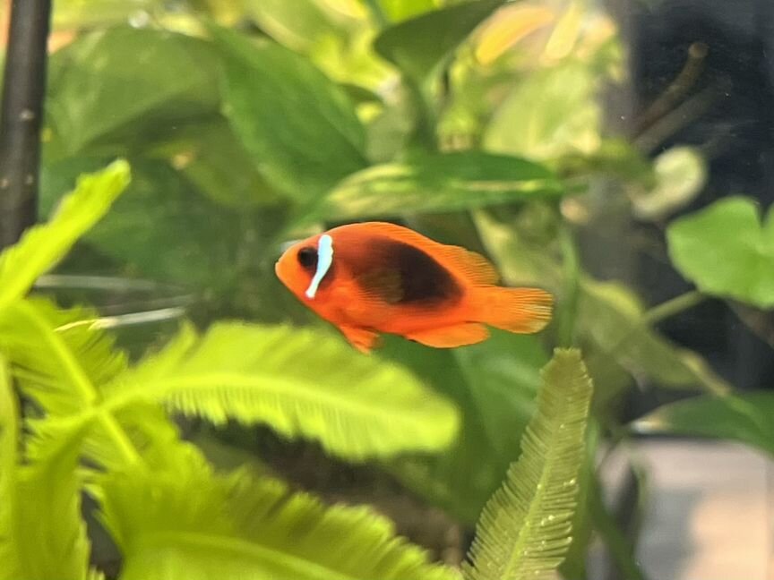 Клоун огненный Amphiprion ephippium