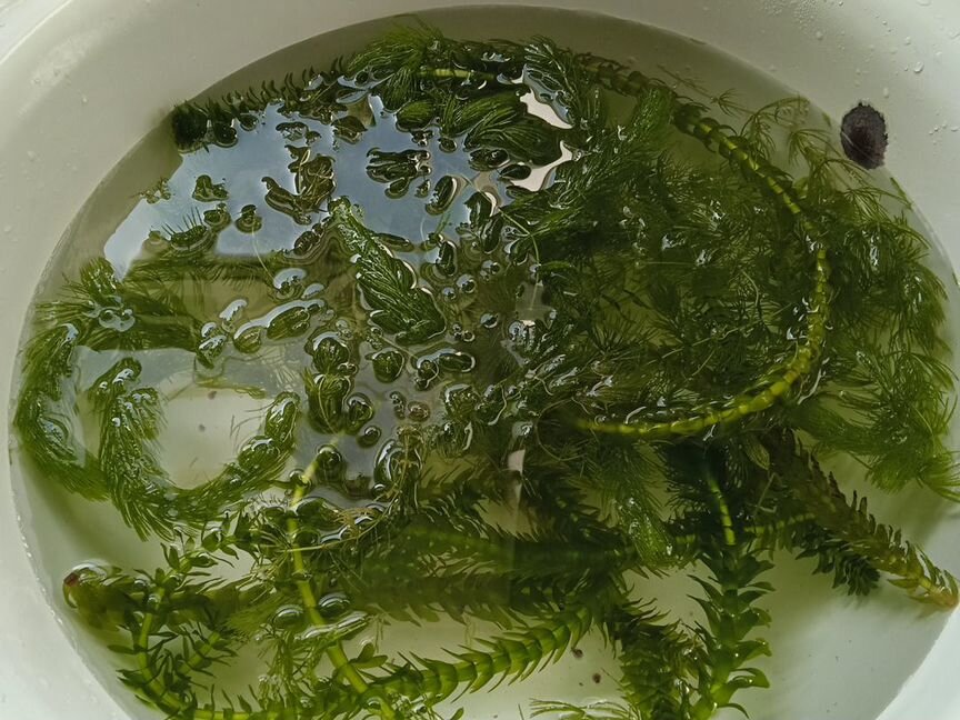 Отдам траву для аквариума за шоколадку