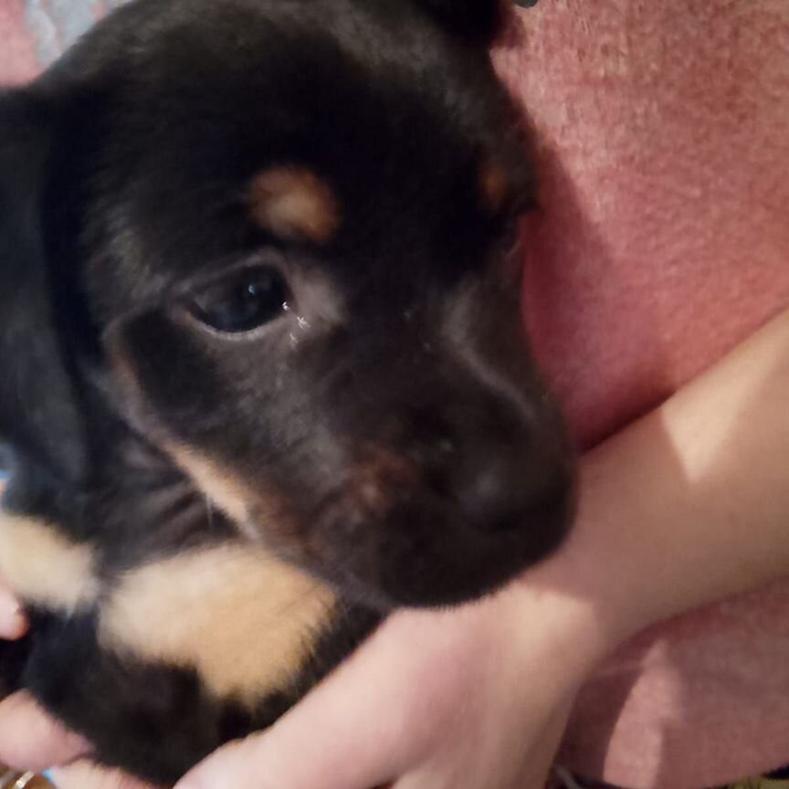 Нуждаются в семье