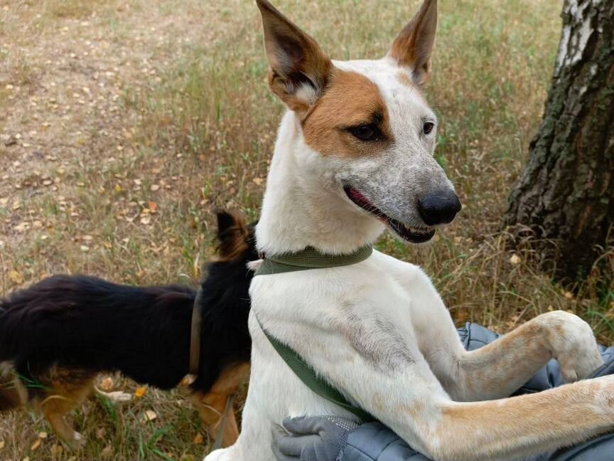 Малыш Кевин, добрый пёс, в добрые руки