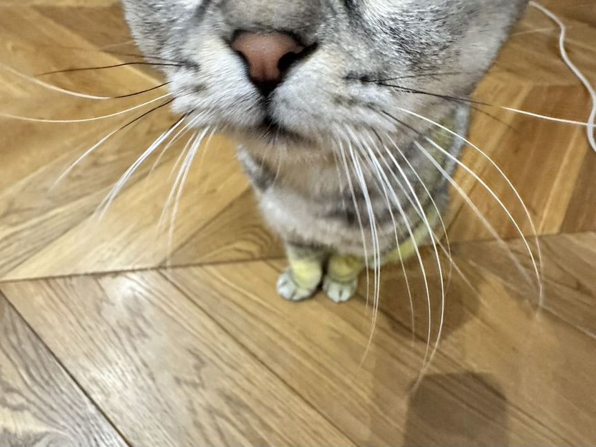 Шотландский вислоухий кот