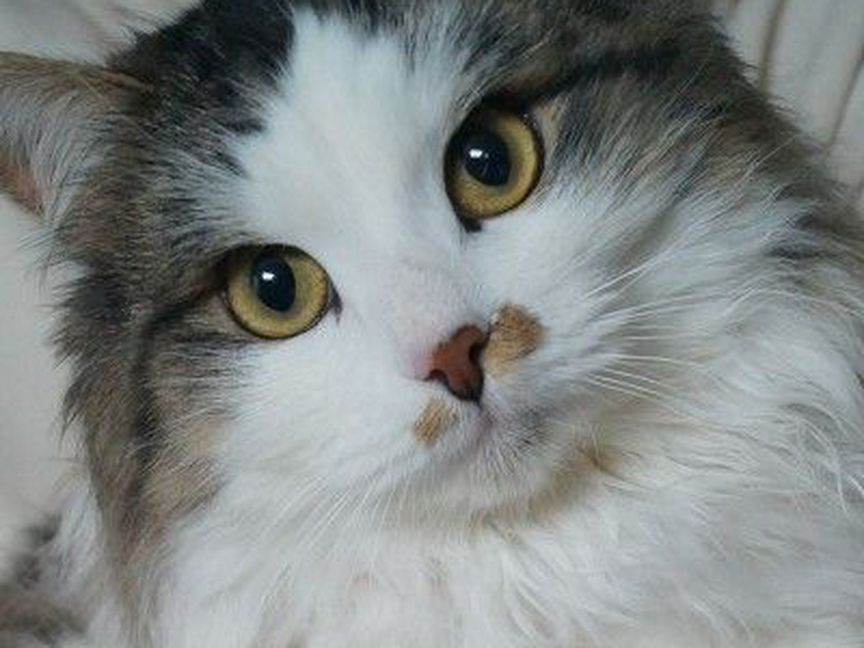 Котик виконт стерилизован