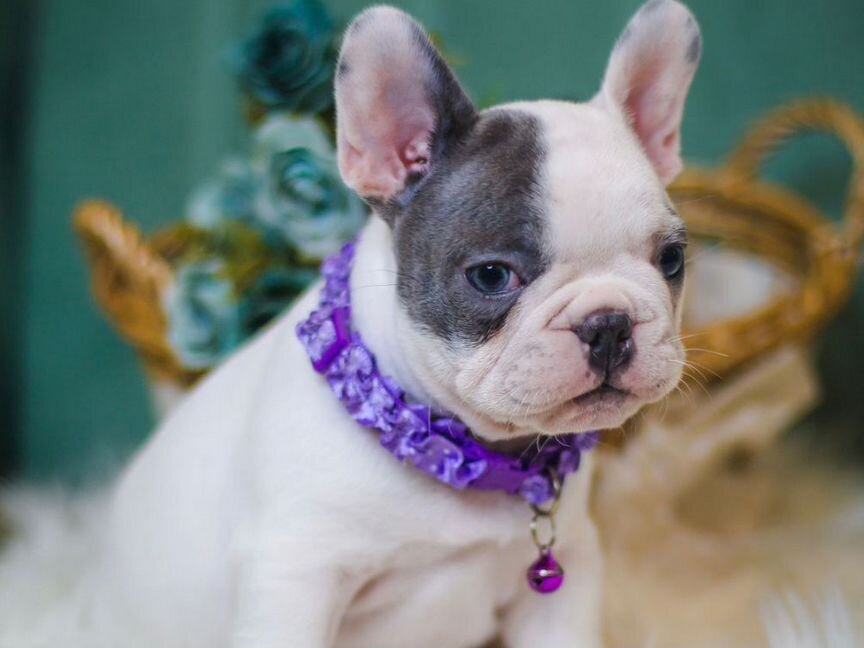 Французский бульдог мальчик бело-голубой