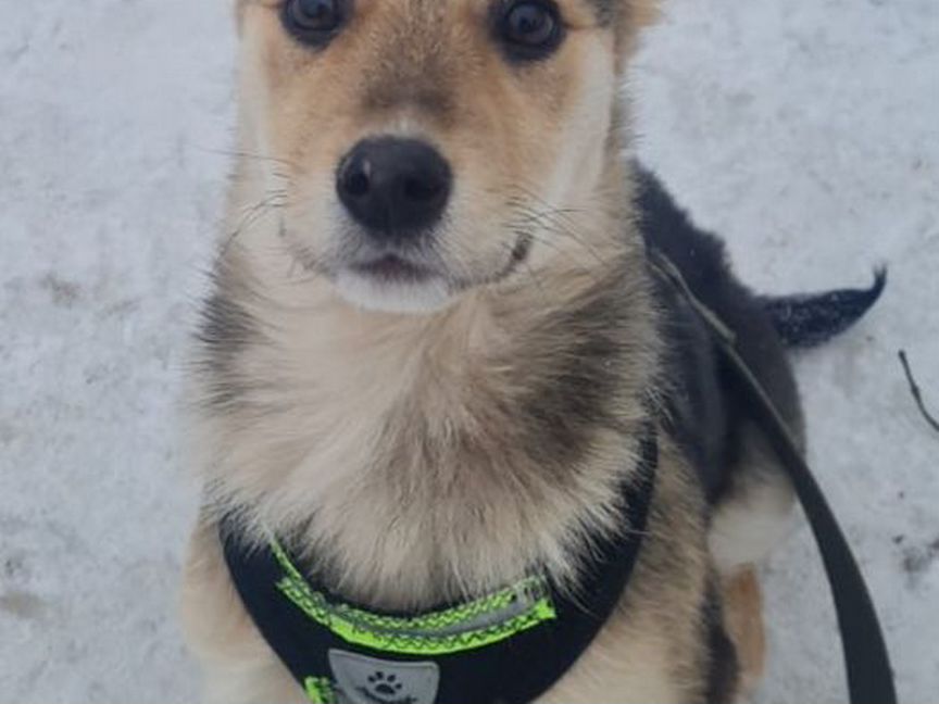 Ласковый щенок в добрые руки