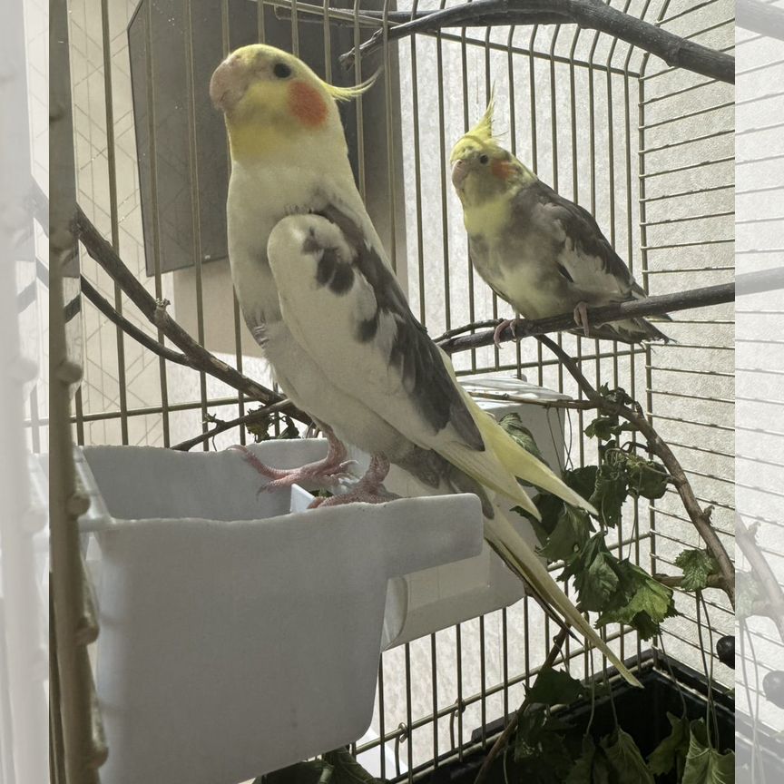 Корелла говорящий