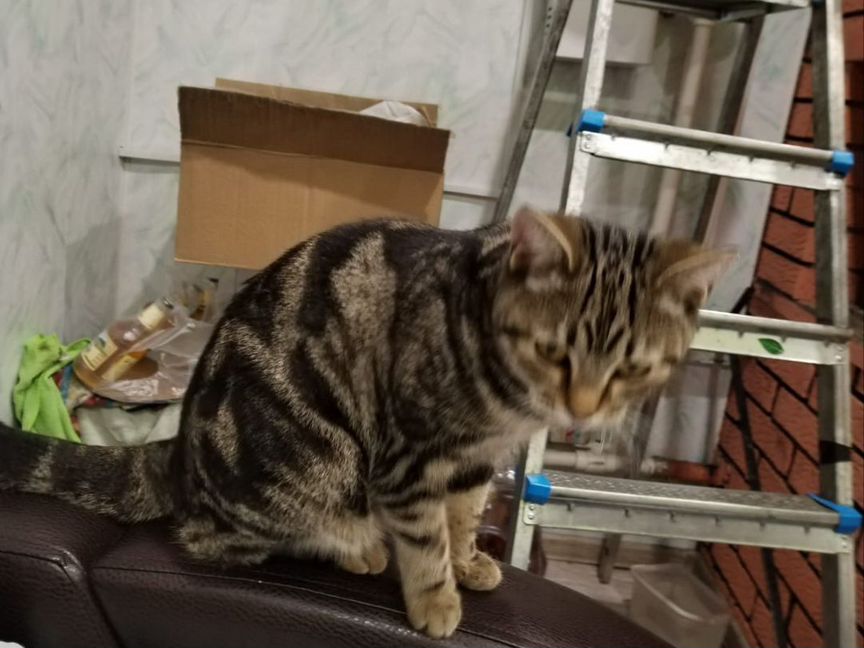 Ищем кота на вязку