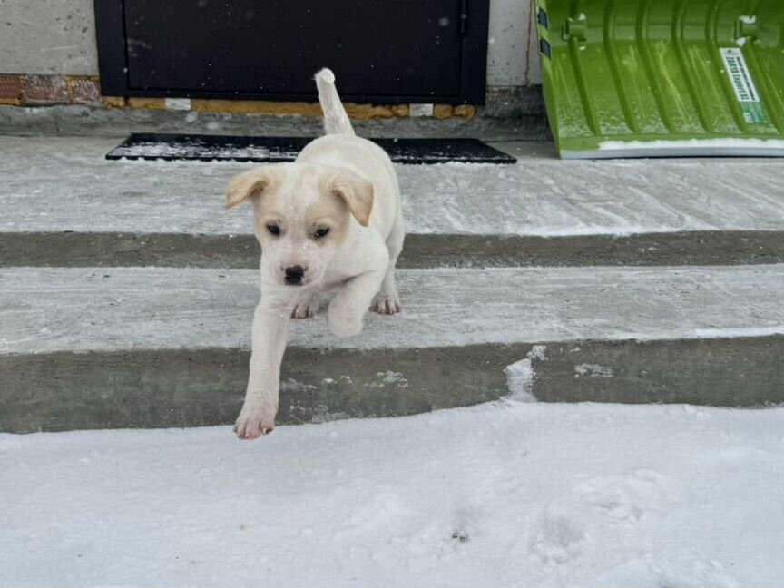 Щенок бесплатно