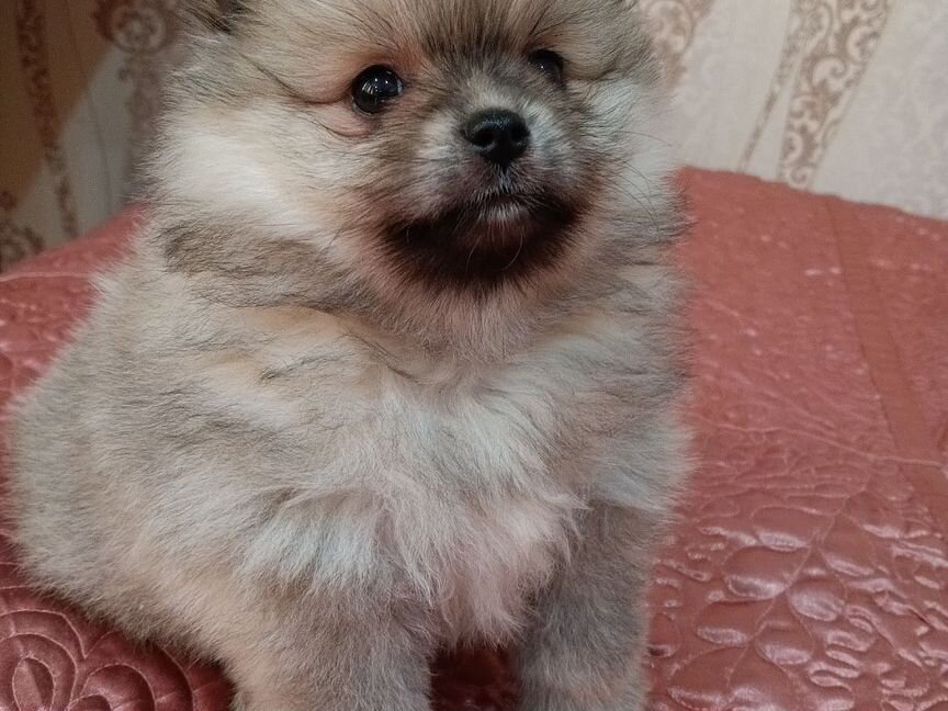 Щенки шпица