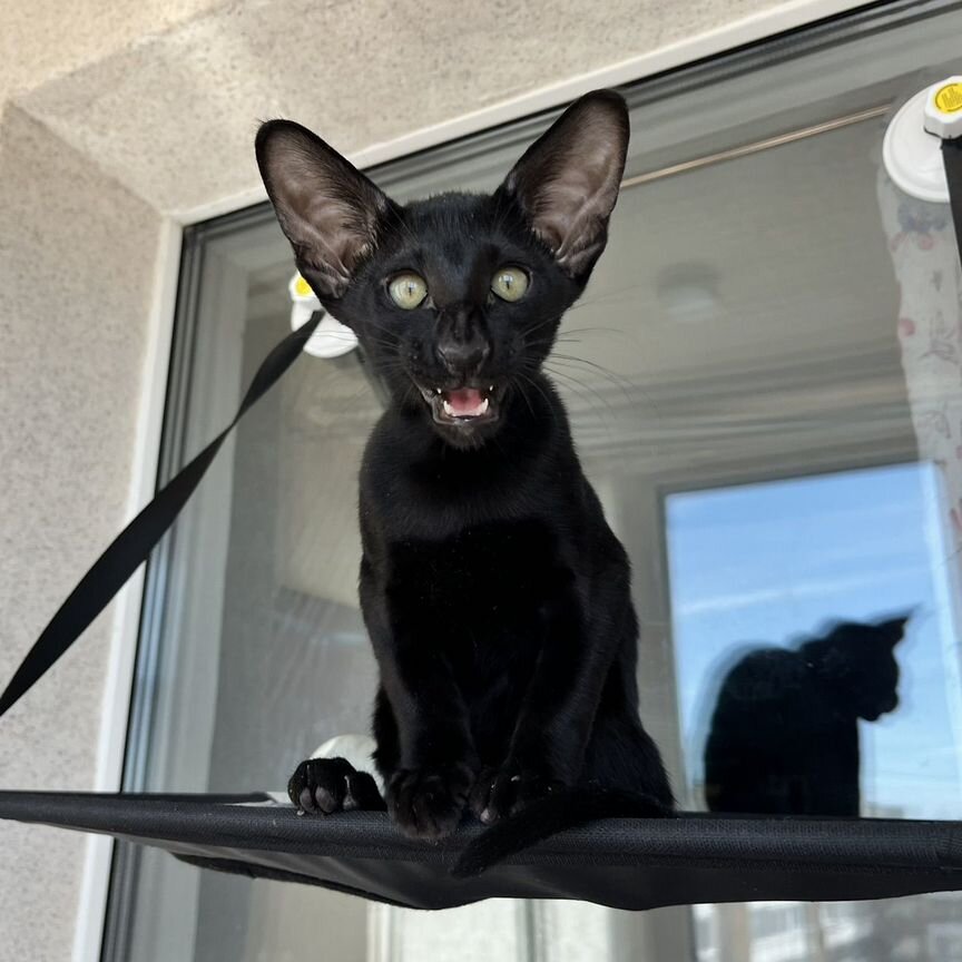 Ориентальный котёнок