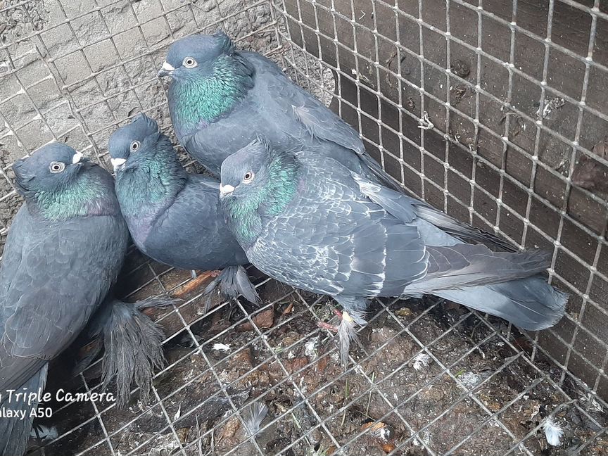 Продаю голубей порода узбекский Андижаны