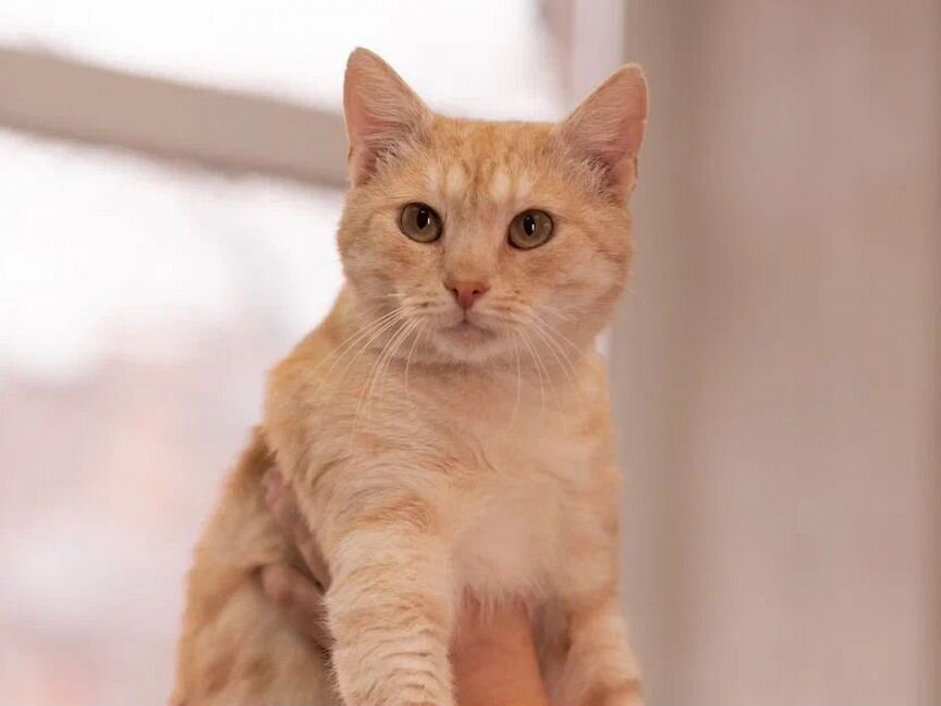 Рыжий котик в добрые руки