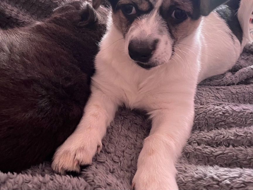 Собака в добрые руки отдам бесплатно