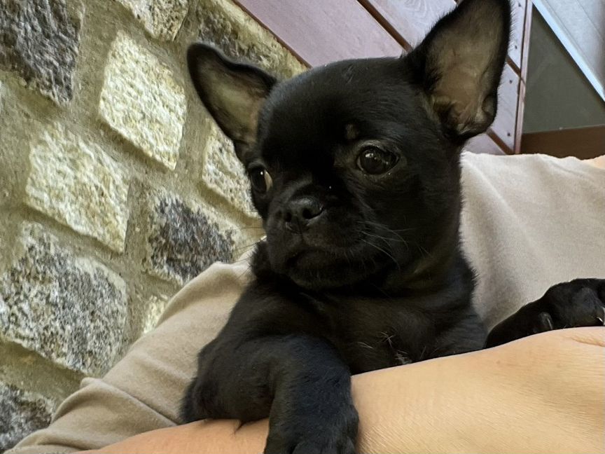 Щенки чихуахуа черная красавица