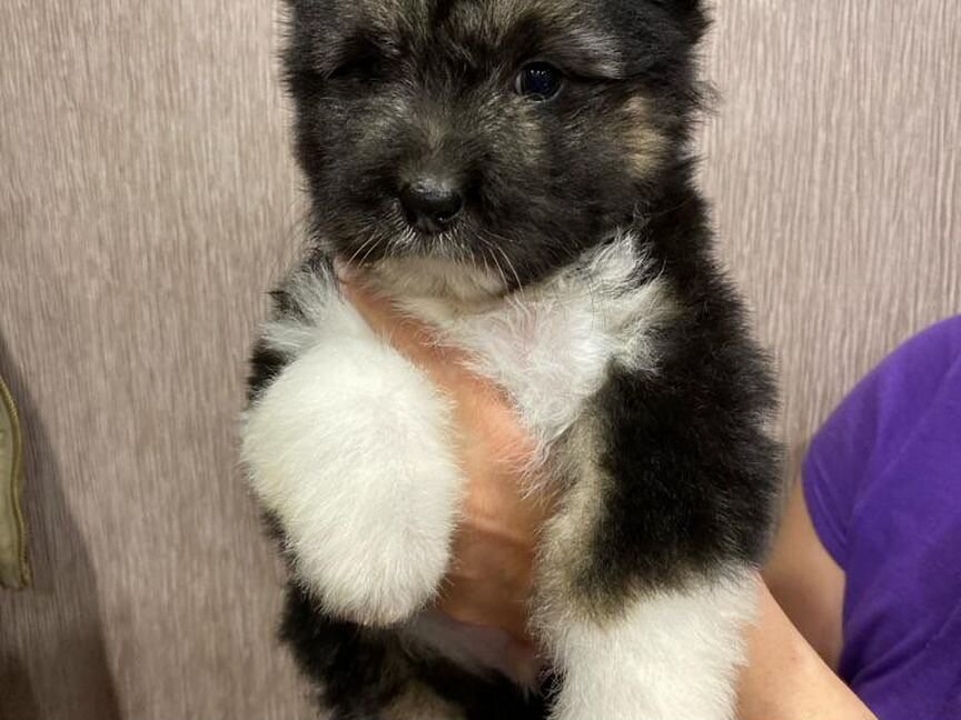 Щенки в добрые руки