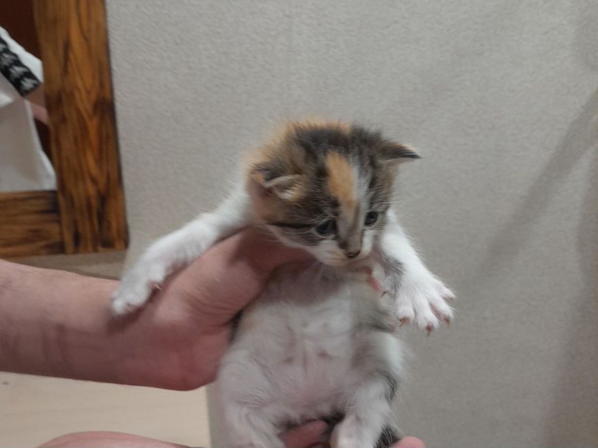 Котята
