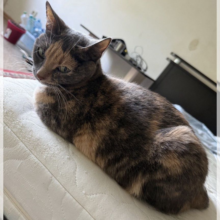 Взрослая, кошка в добрые руки