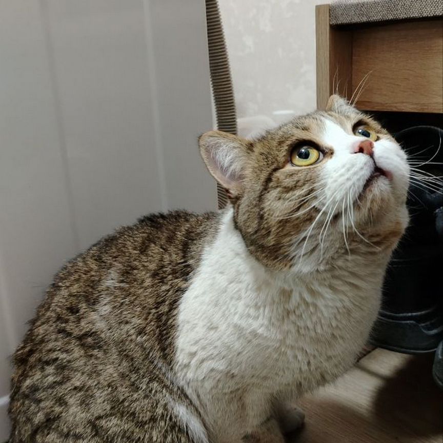 Кот в добрые руки