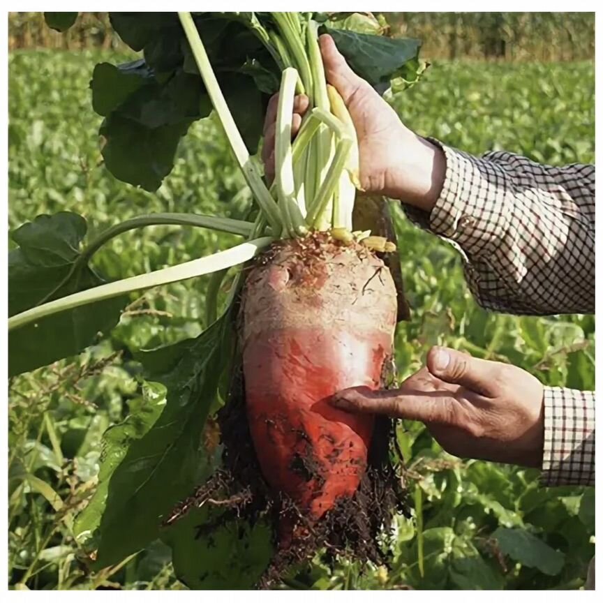 Свекла кормовая