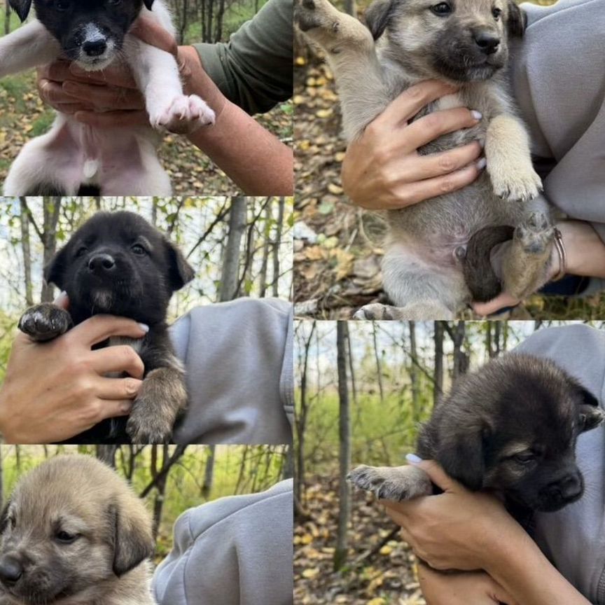 Щенок в добрые руки