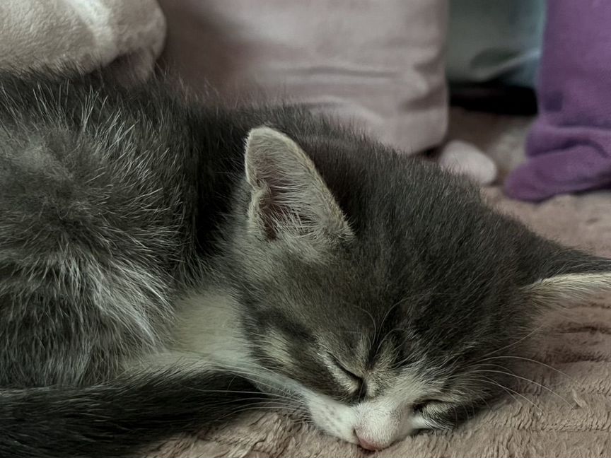 Кошечка в добрые руки