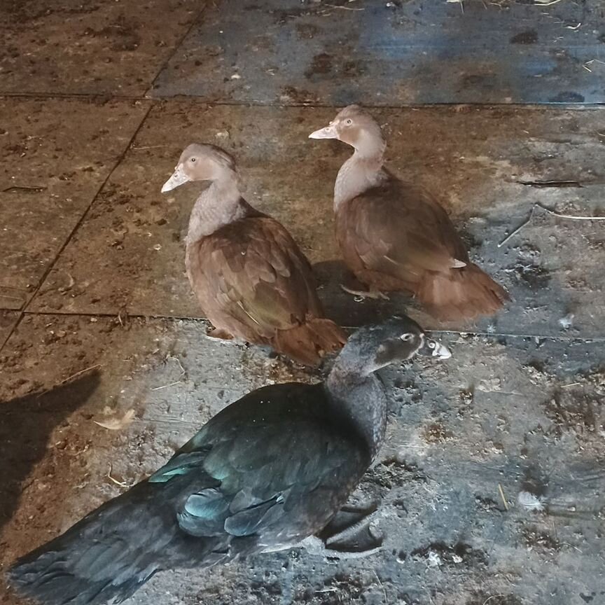 Продам семью индоутят чистой линии