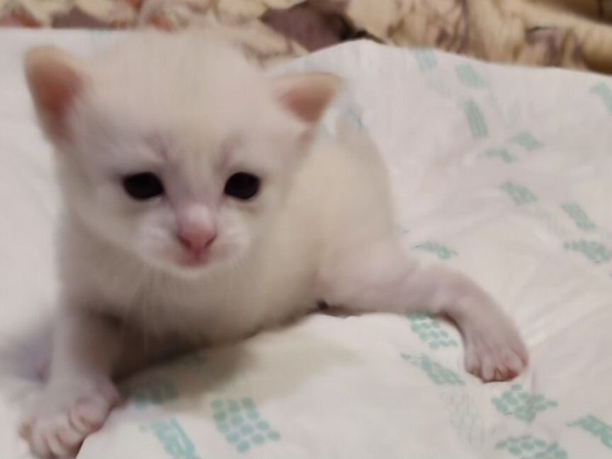 Котята домашние