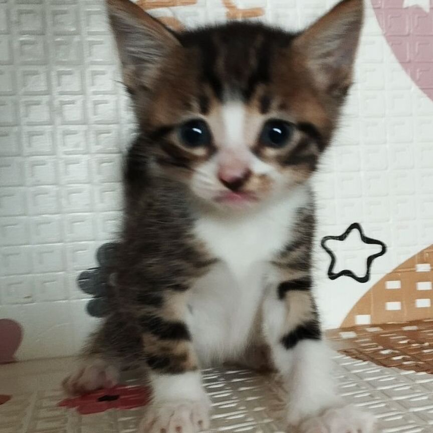 Отдам котенка в добрые руки мальчика