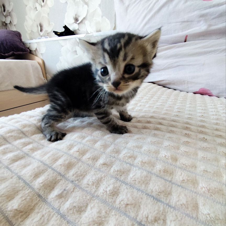 Котенок мальчик 1 месяц