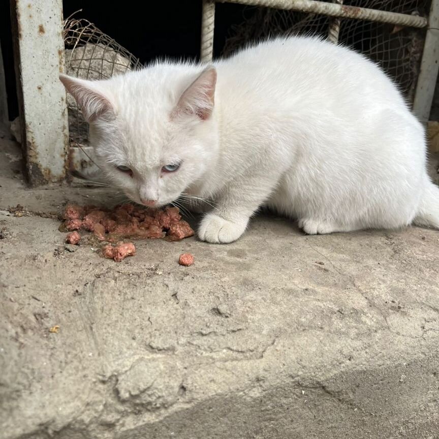 Найдены котята ангорской породы