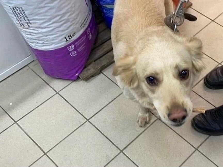 Собачка небольшая