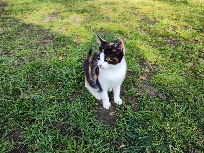 Кошки в добрые руки бесплатно