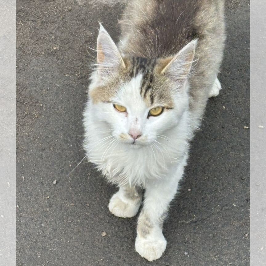 Коты