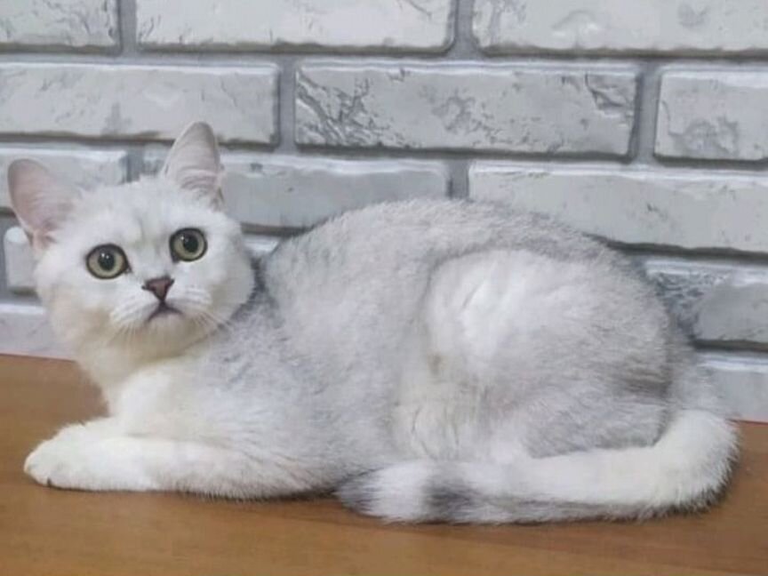 Шотландская прямоухая кошка