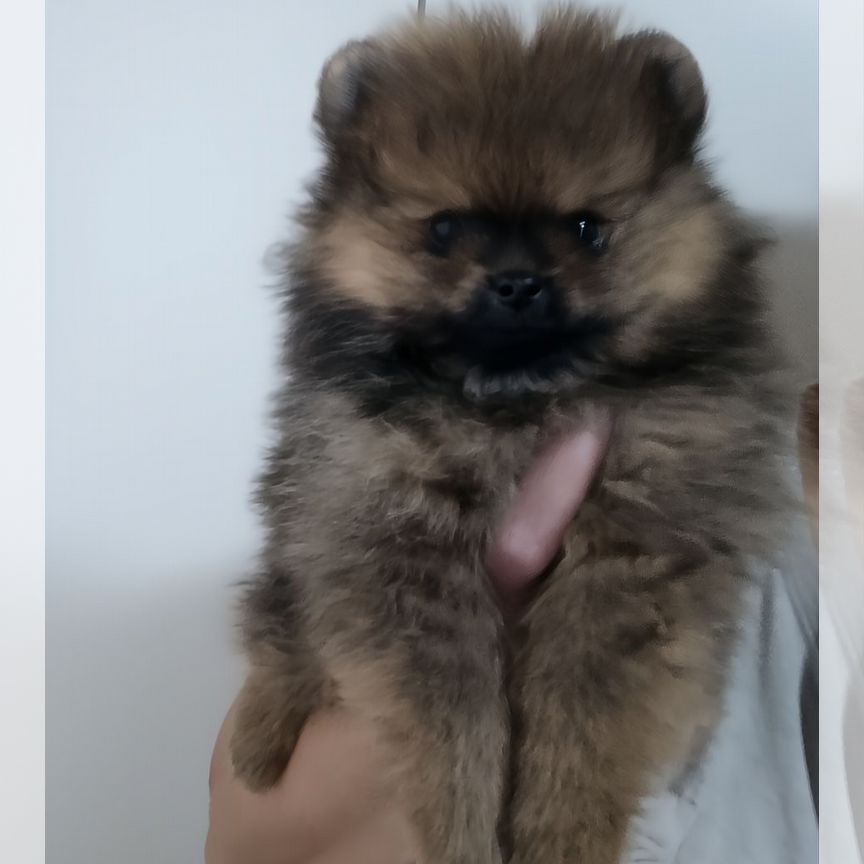 Померанский шпиц, щенок