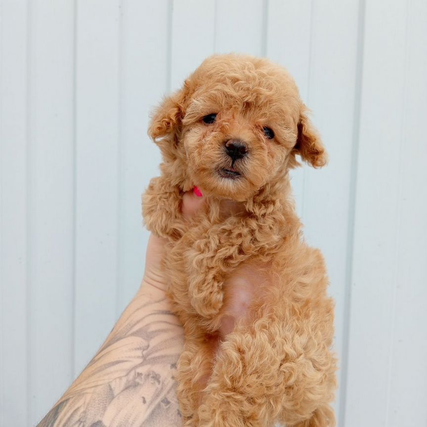 Мальтипу f1 мини девочка