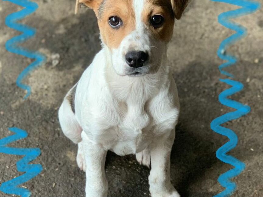 Рыжий щеночек в дар