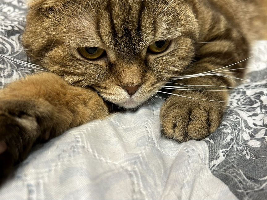 Шотландская вислоухая кошка