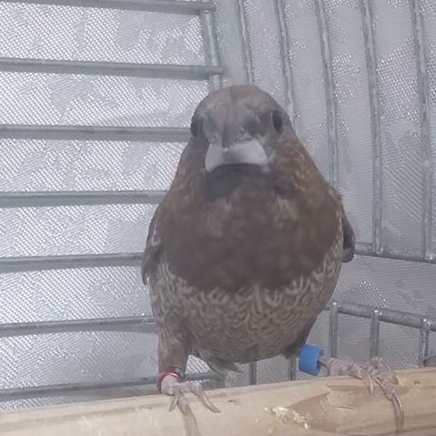 Японские амадины