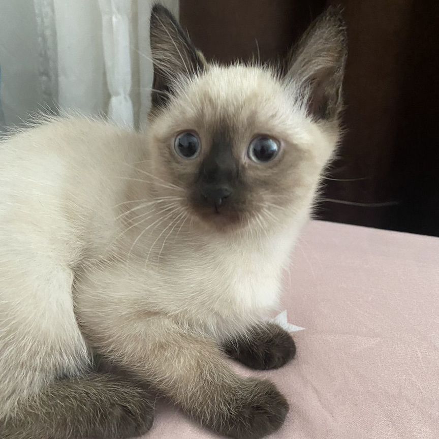 Котята сиамские бесплатно