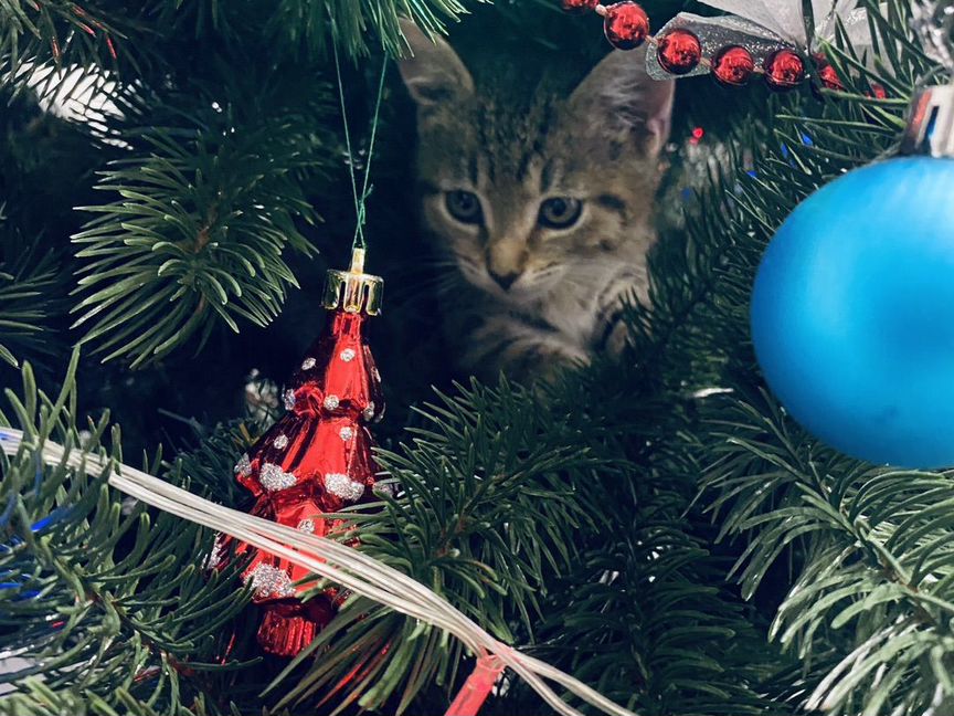 Котенок