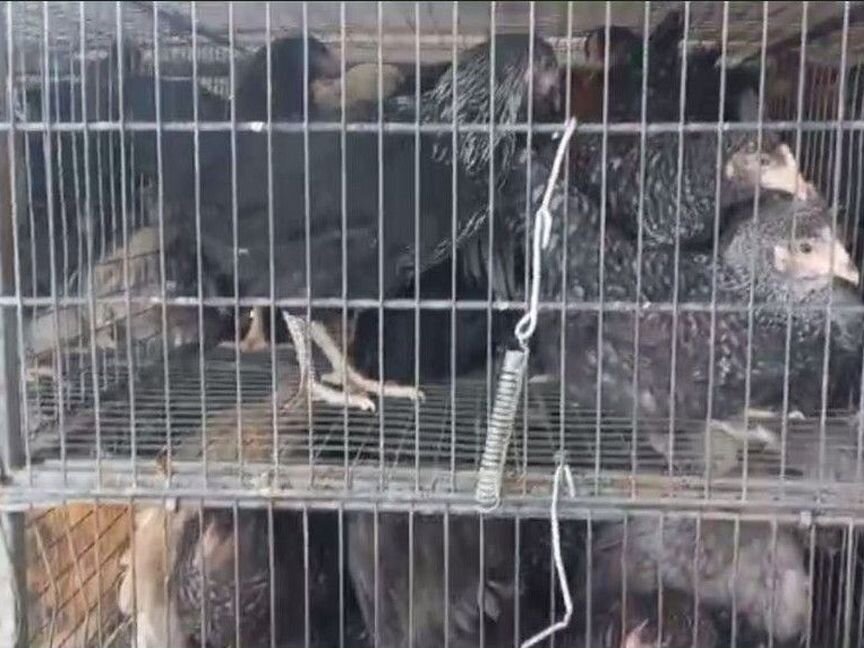 Куры молодки Доминант Куры несушки