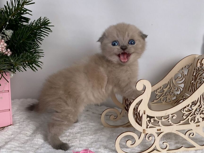 Шотландские котята