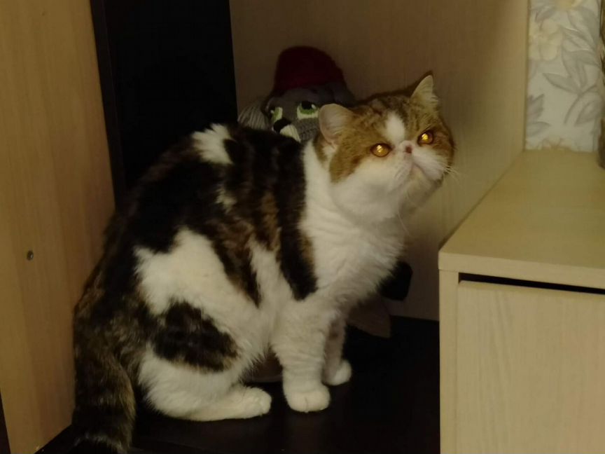 Экзотическая