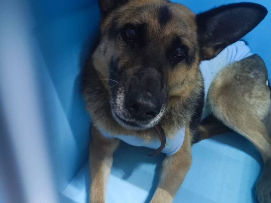 Собака в добрые руки