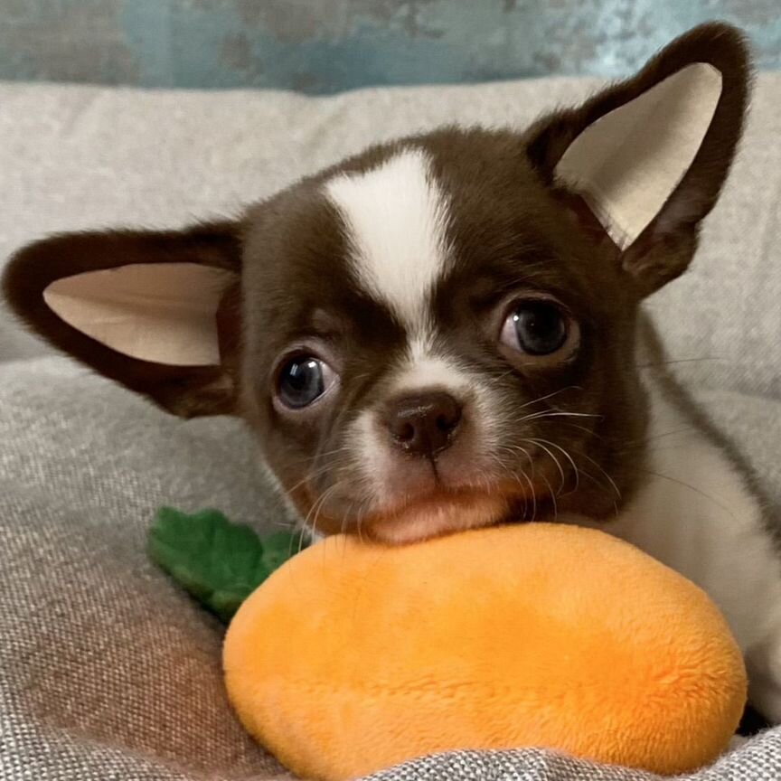 Щенки чихуахуа