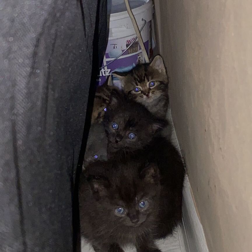 Котята в новый дом