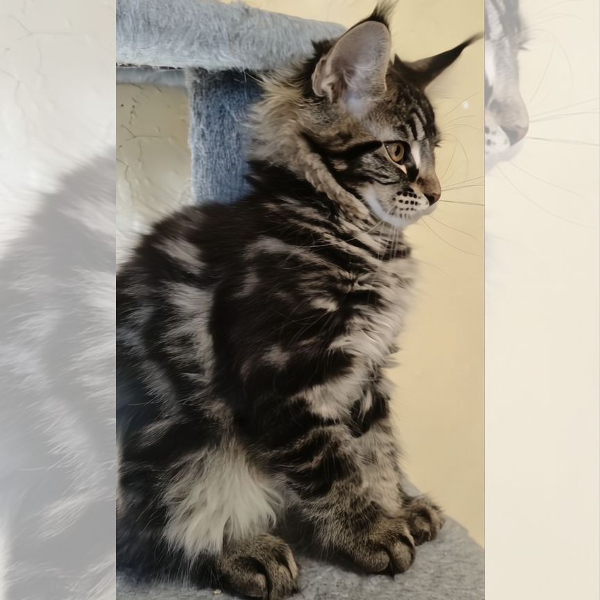 Мейн-кун котёнок