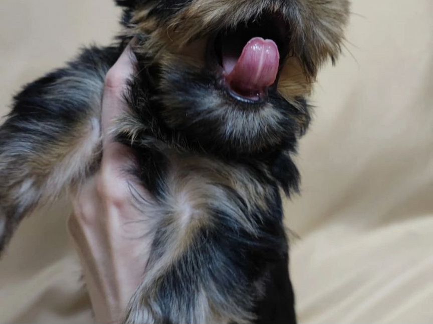 Мини-йорки ищут свой дом