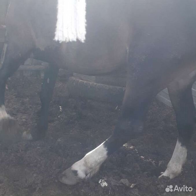 Лошадь кобыла