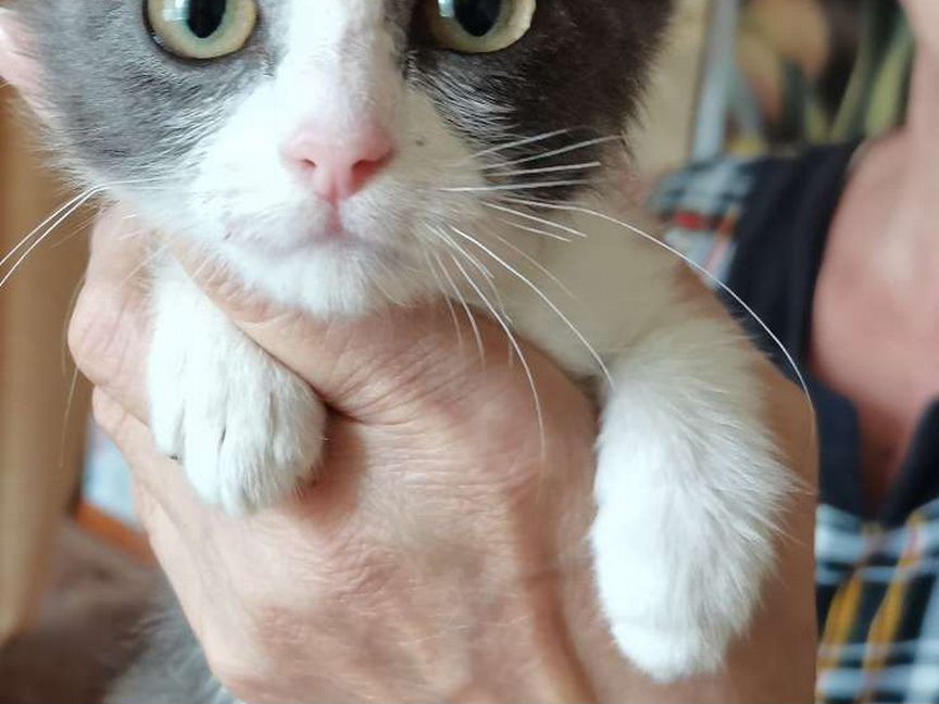 Котята. В надежде найти заботливых хозяев